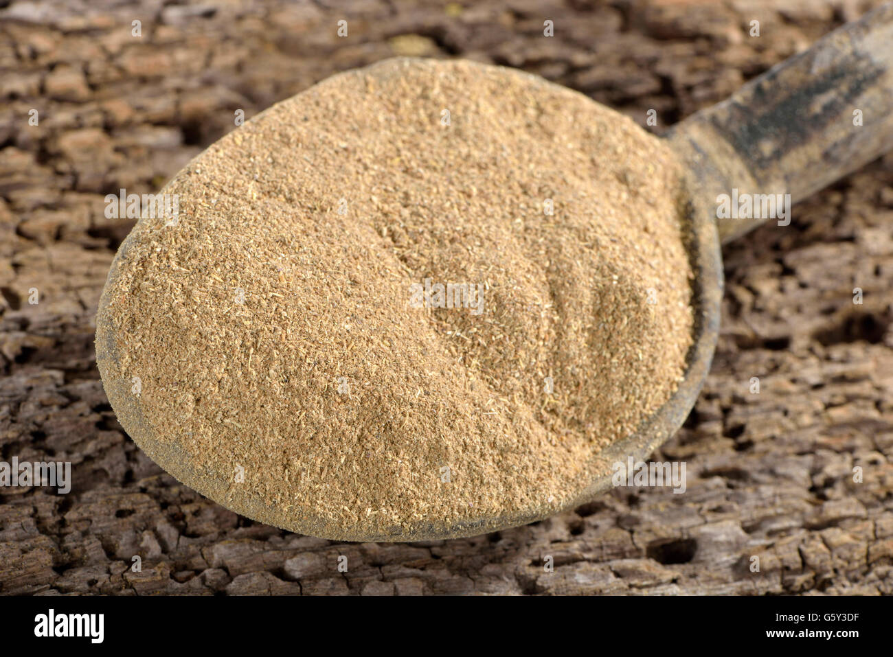 Pellitory root / (Anacyclus pyrethrum Stock Photo - Alamy