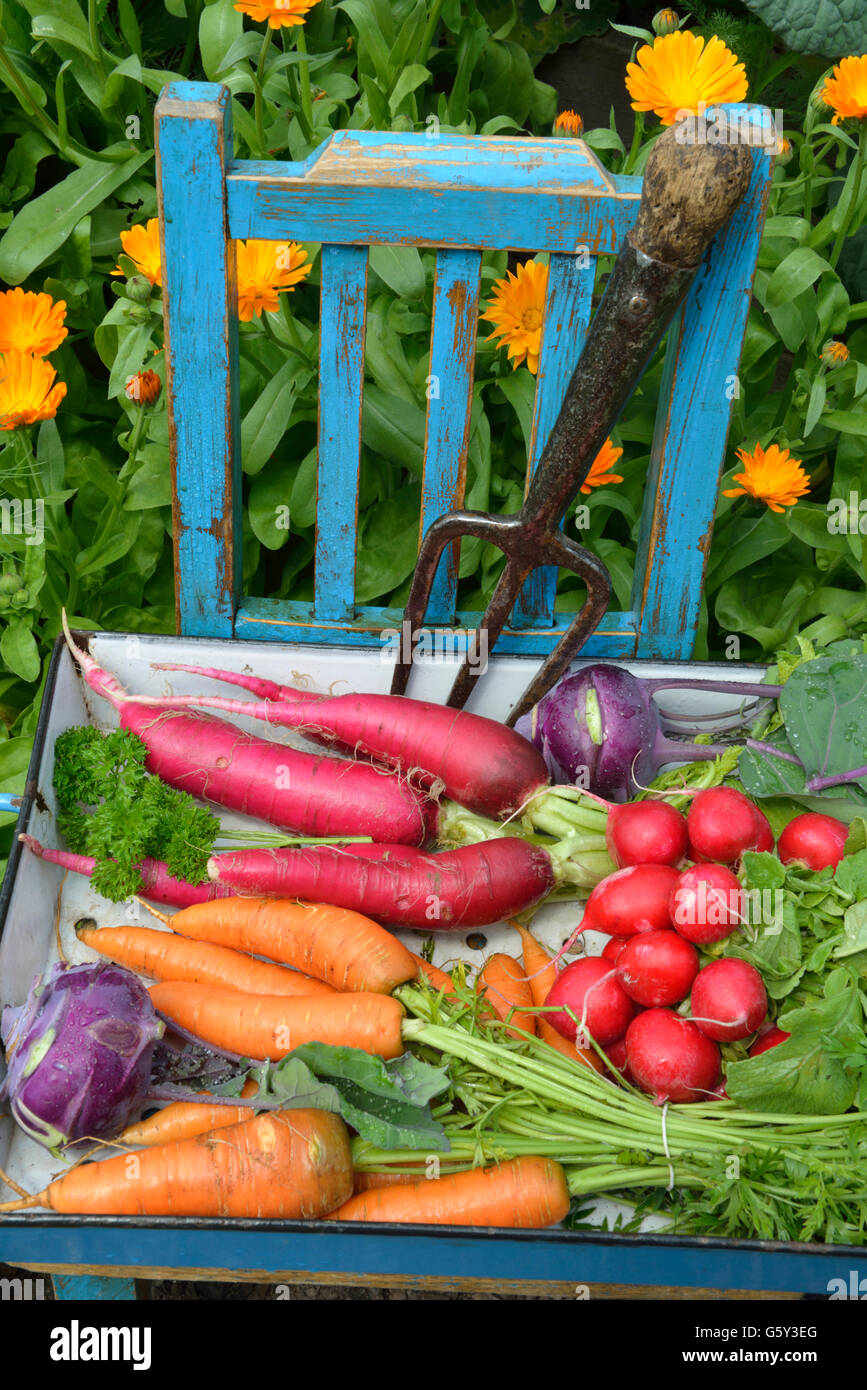 Carrot's, radish, red radish, German turnip, turnip cabbage / (Daucus ...
