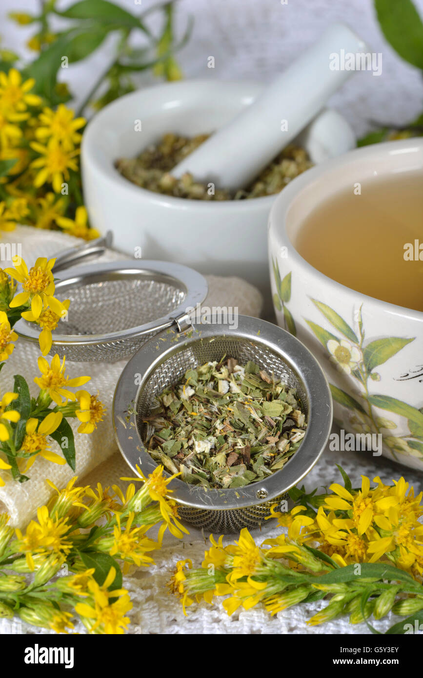 Goldenrod tea / (Solidago virgaurea Stock Photo - Alamy