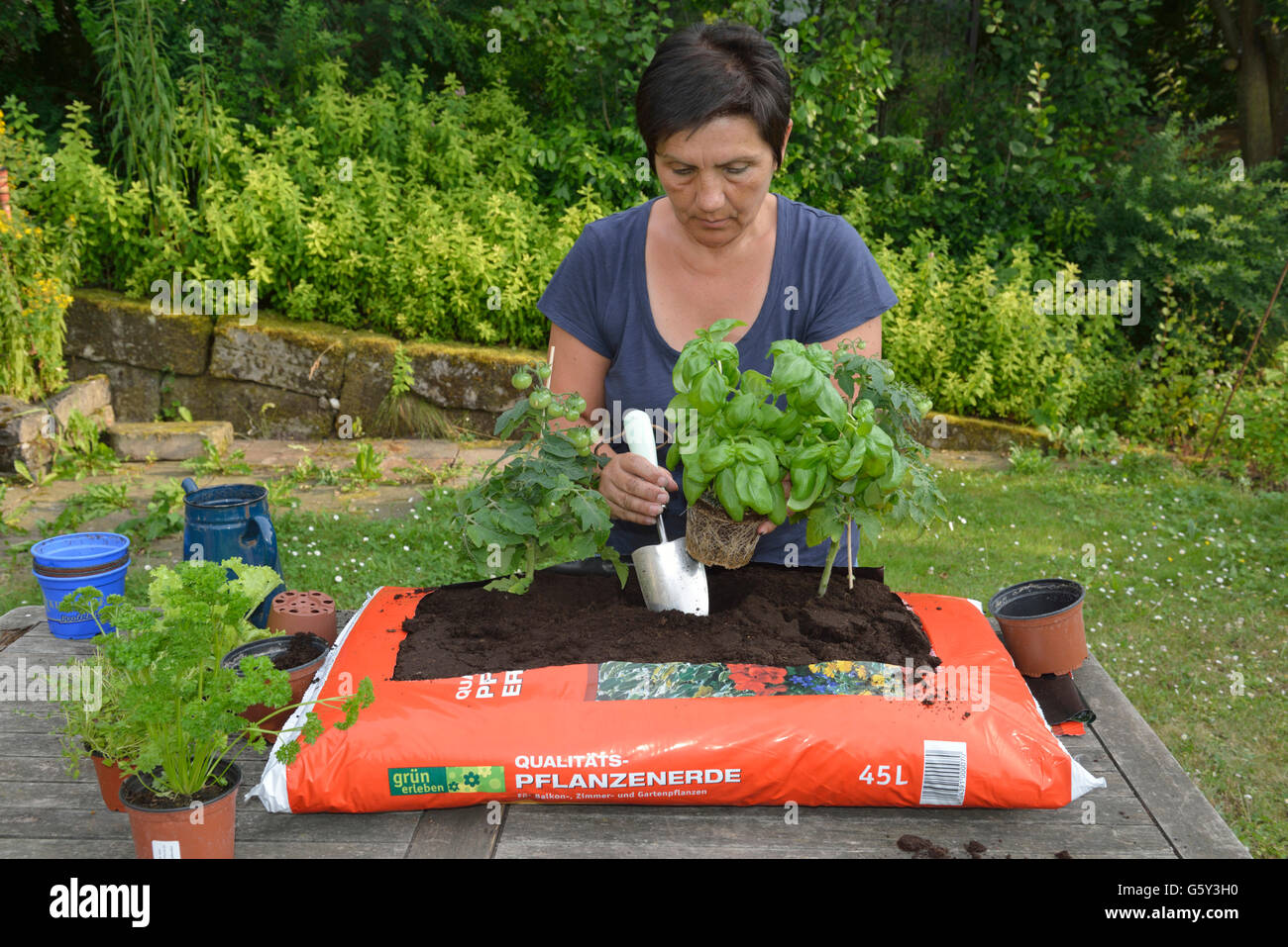 Planting sack of potting compost with tomatoes, basil, parsley, majoram ...