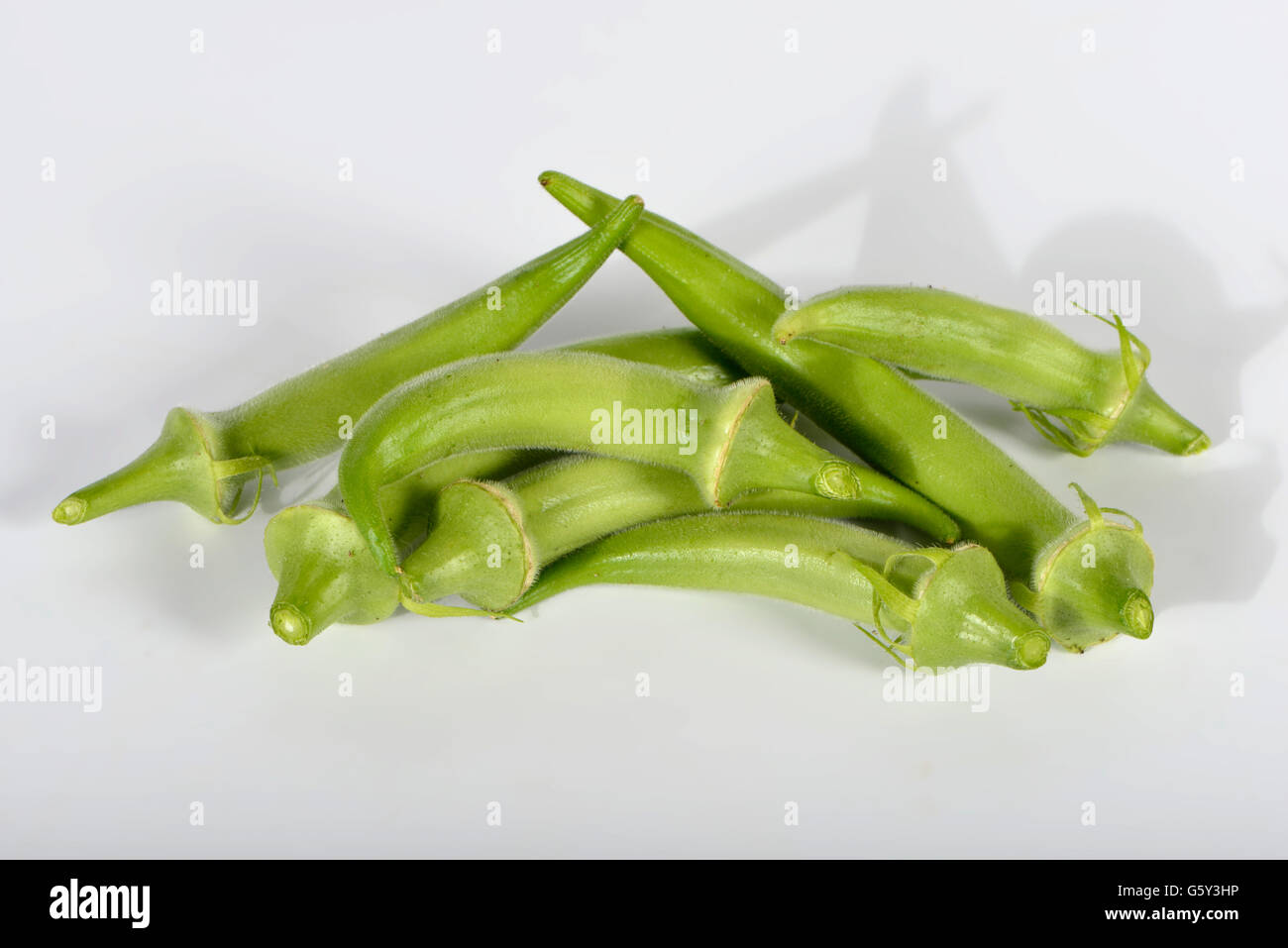 Okra / (Abelmoschus esculentus) / lady's fingers, bhindi, bamia, gumbo ...