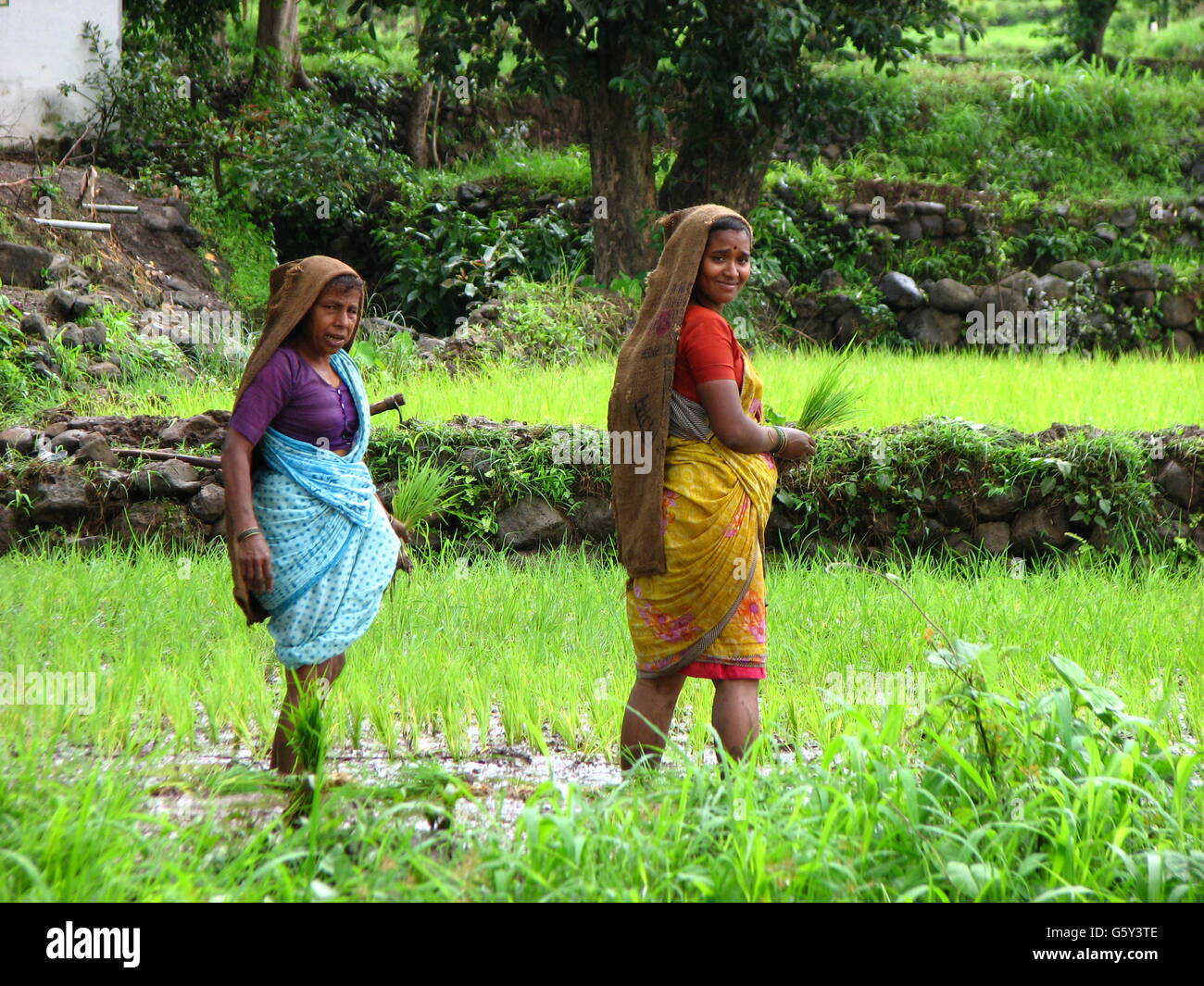 Women farmers in paddy hi-res stock photography and images - Alamy