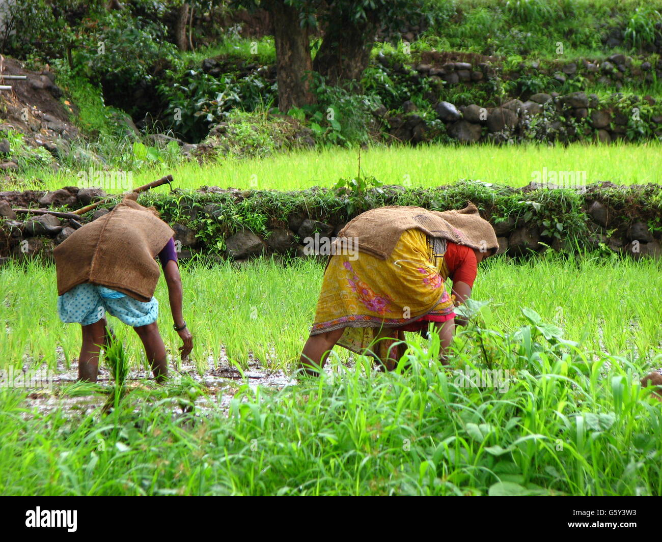 Women farmers in paddy hi-res stock photography and images - Alamy