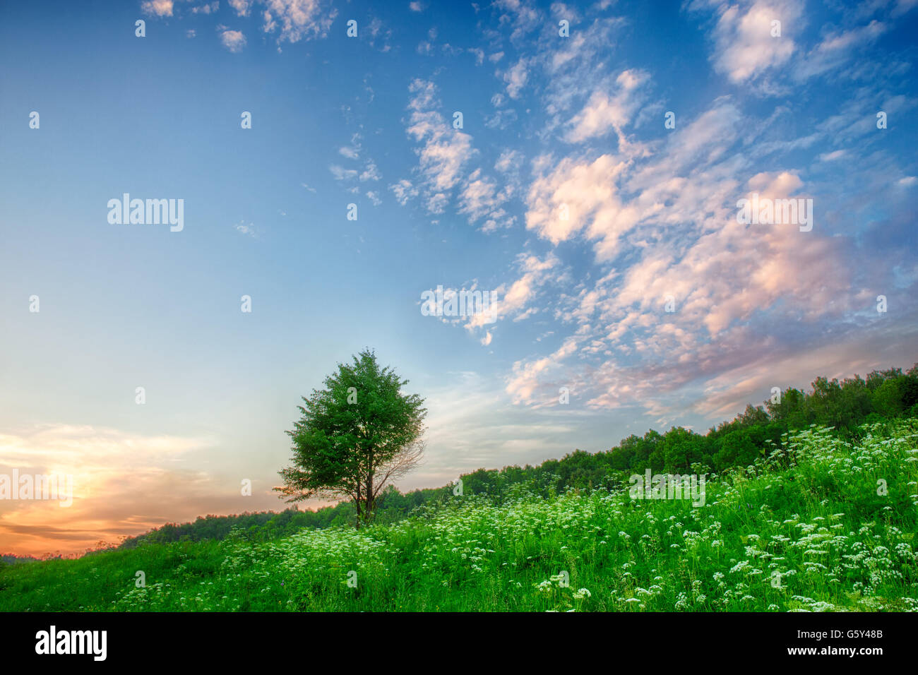 Green field with lone tree Stock Photo - Alamy