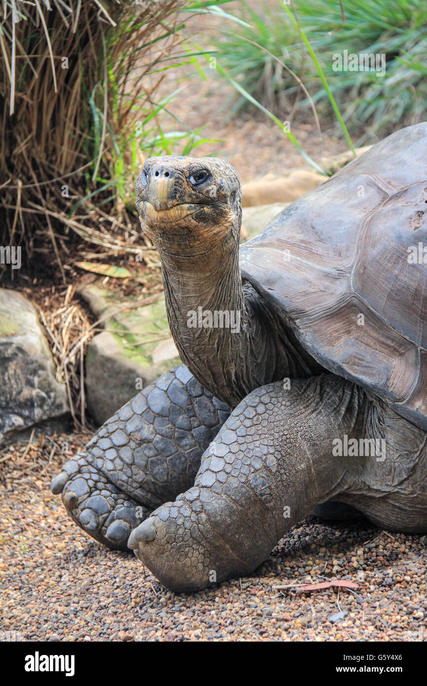 Very old giant turtle Stock Photo - Alamy