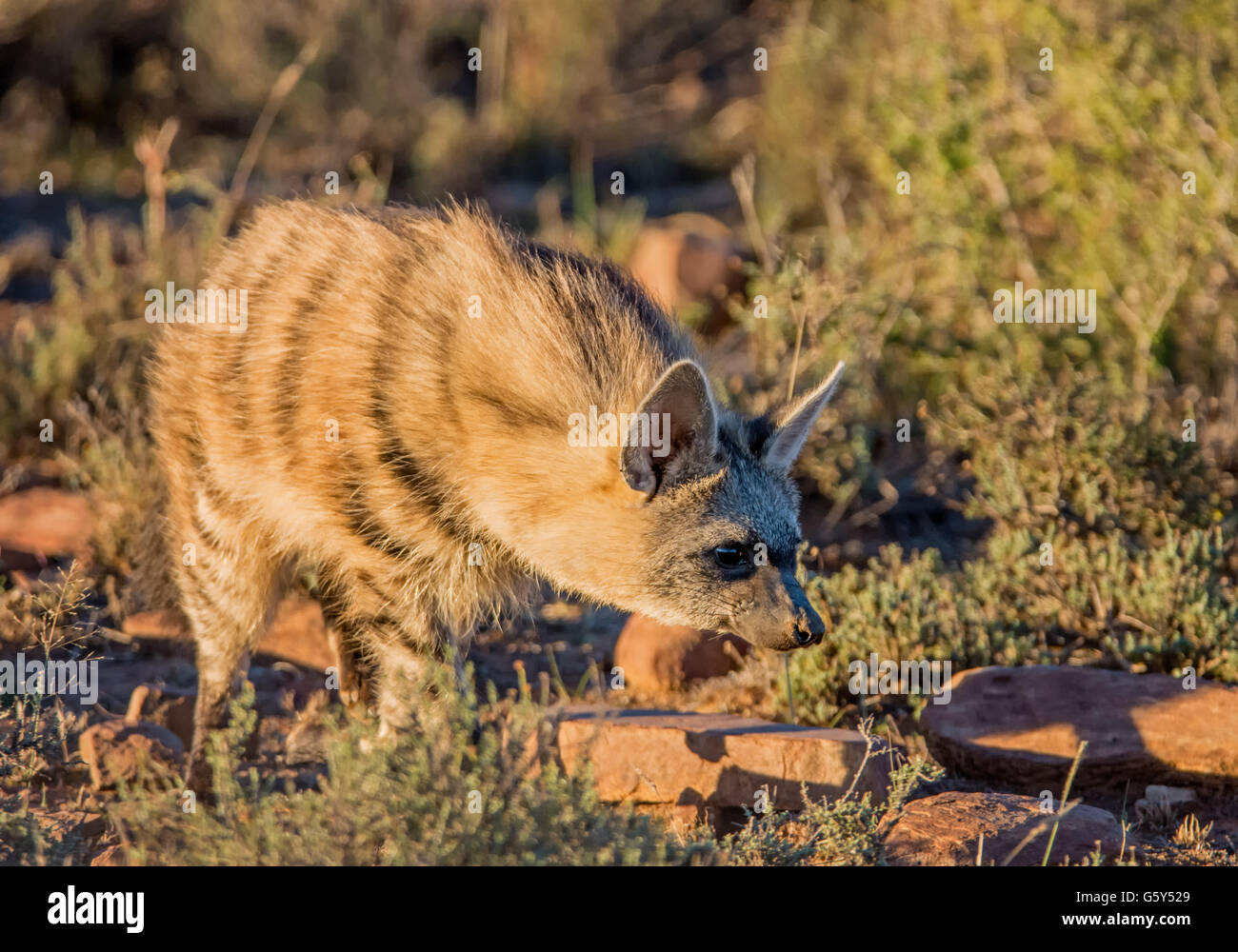 Aardwolf hi-res stock photography and images - Alamy