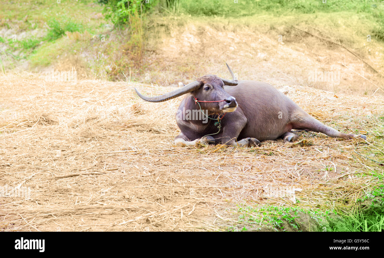 buffalo laying down on field background Stock Photo - Alamy