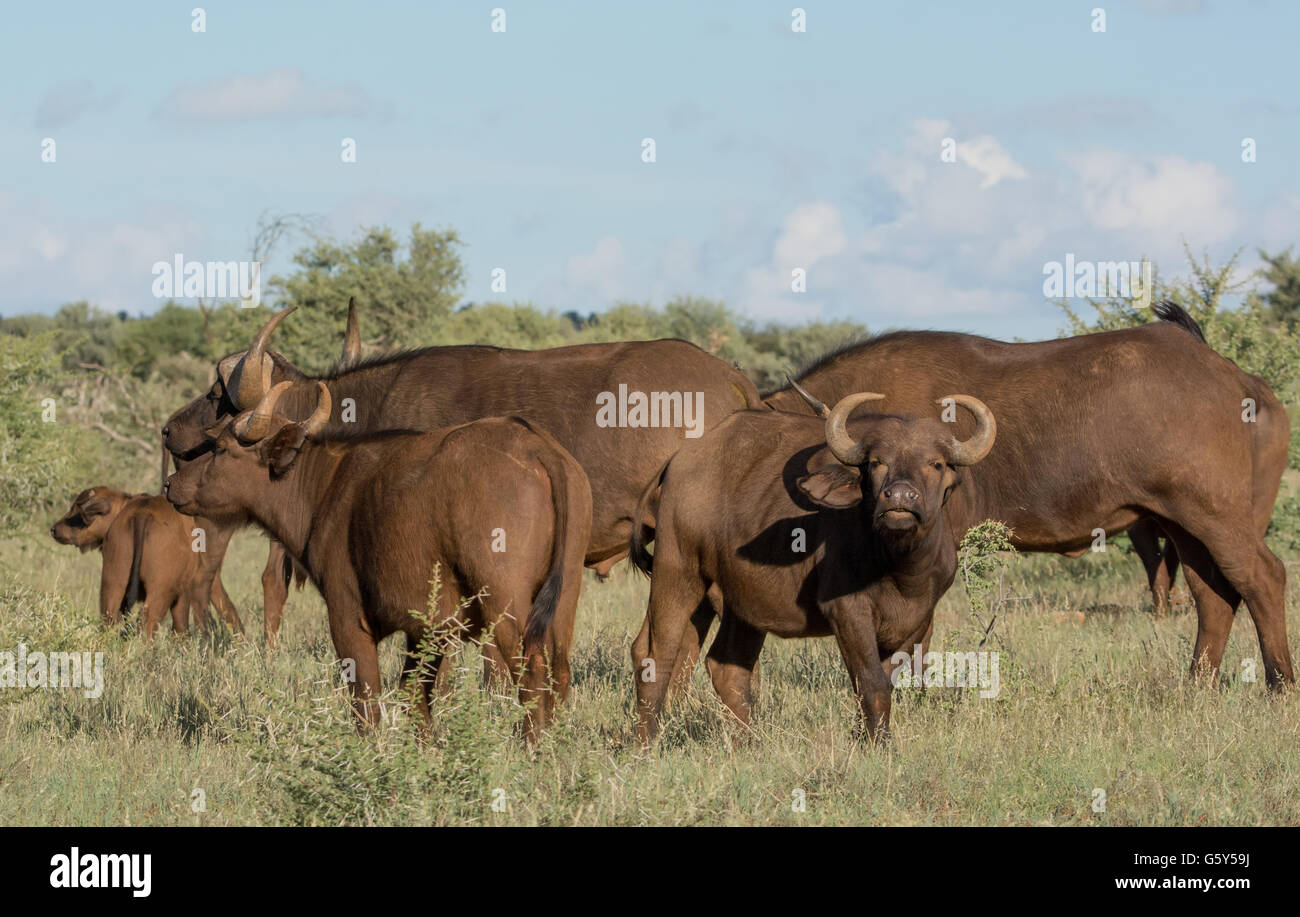 A family group of African Buffalo in the Southern African savanna Stock ...