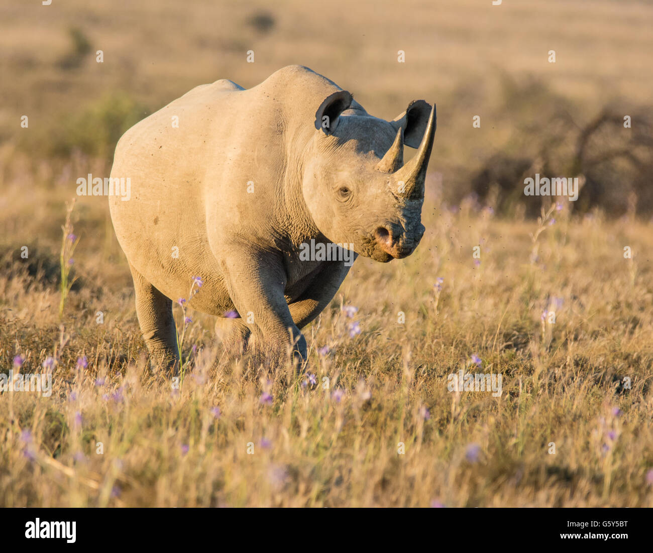 A lone adult Black Rhinoceros in grassland in Southern Africa Stock ...