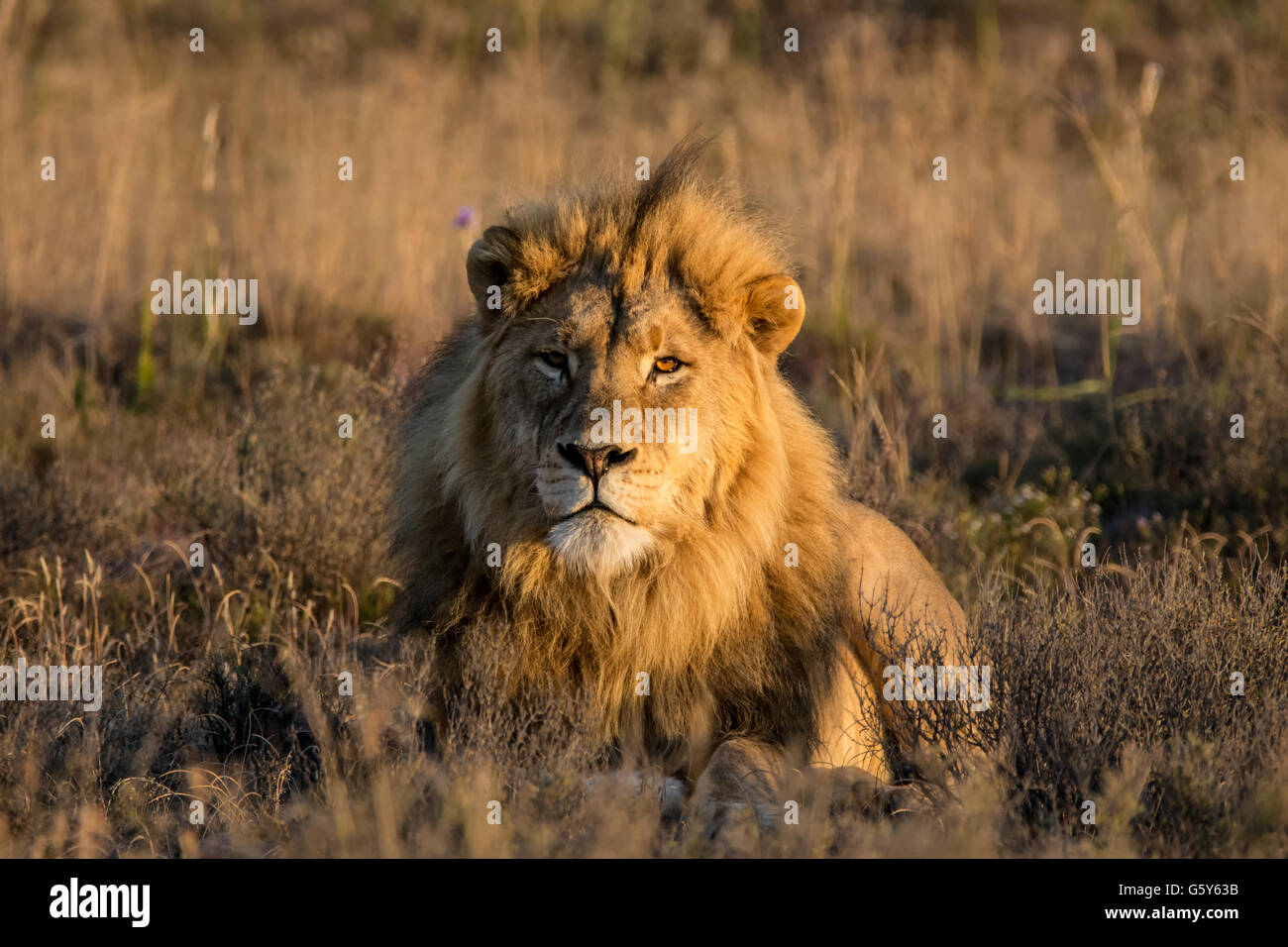 Morning south africa warmth hi-res stock photography and images - Alamy