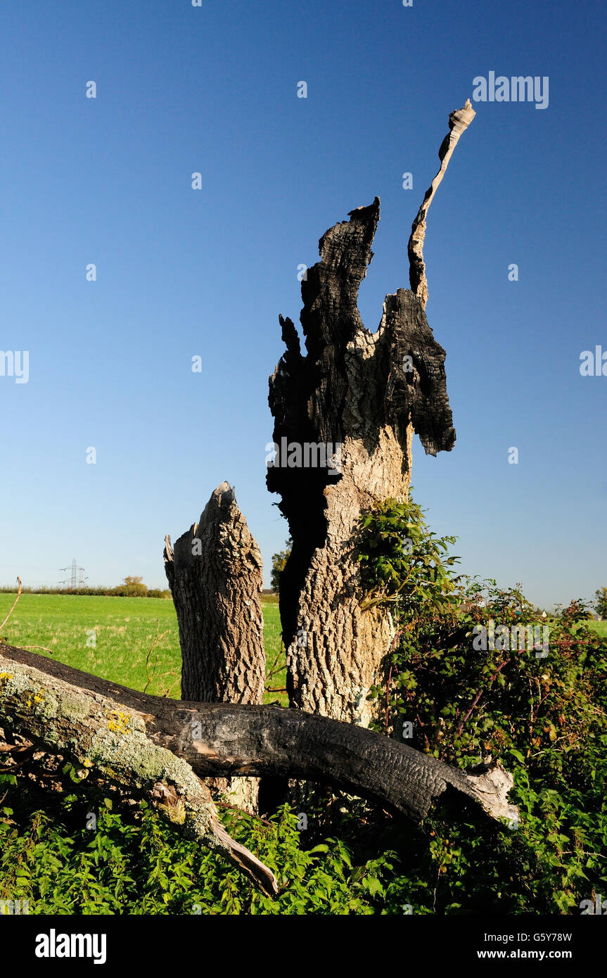Tree struck by lightning hi-res stock photography and images - Alamy