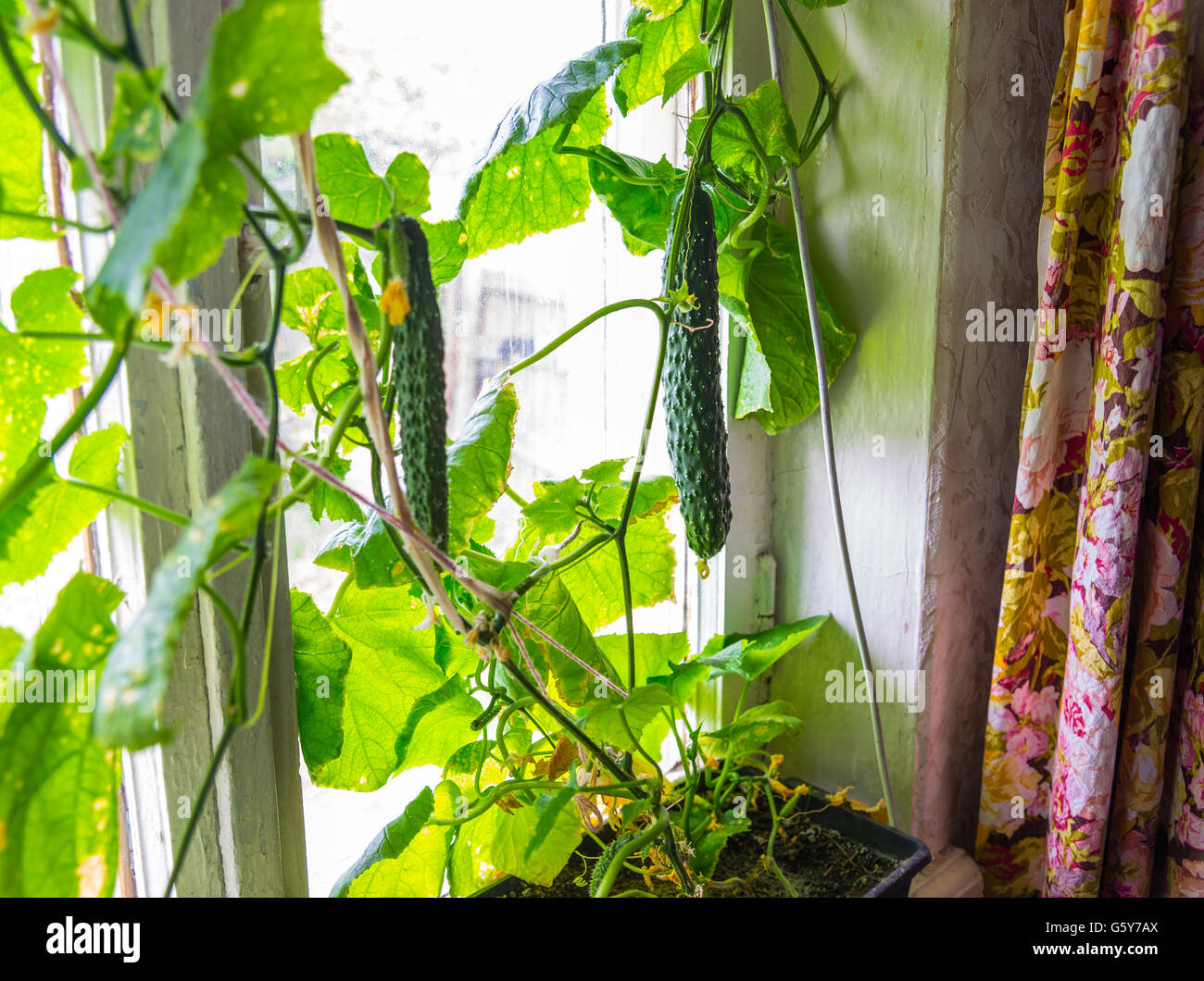 Growing cucumbers at home on window sill Stock Photo - Alamy