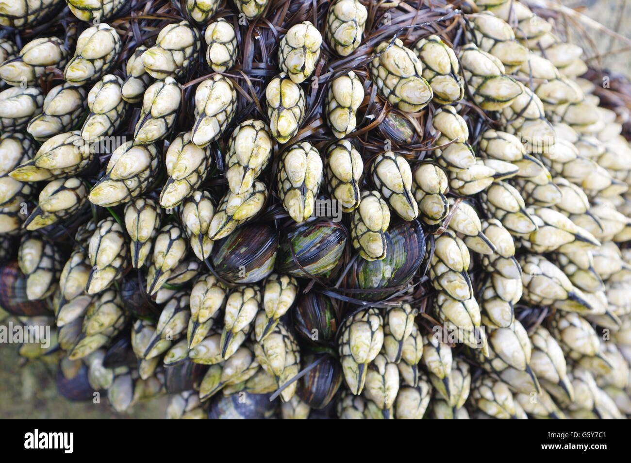 Barnacles on pier hi-res stock photography and images - Alamy