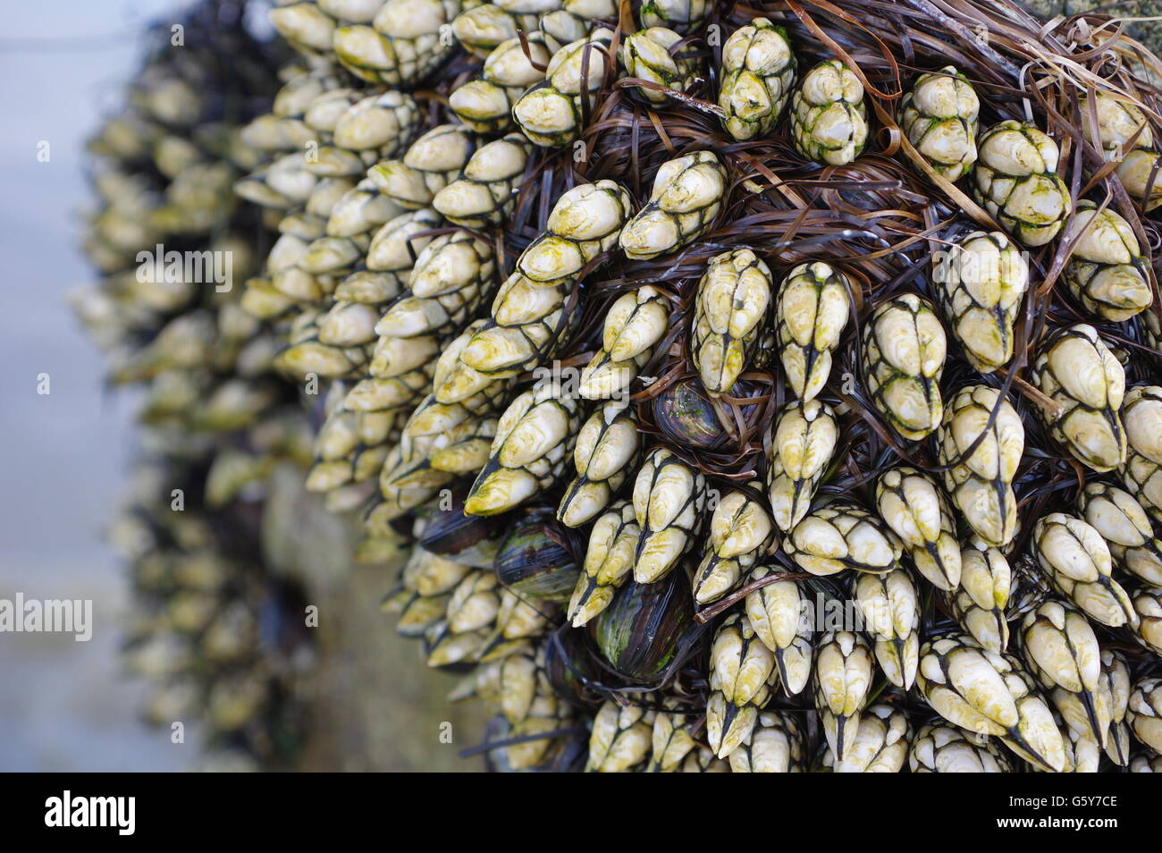 Barnacle shell hi-res stock photography and images - Alamy
