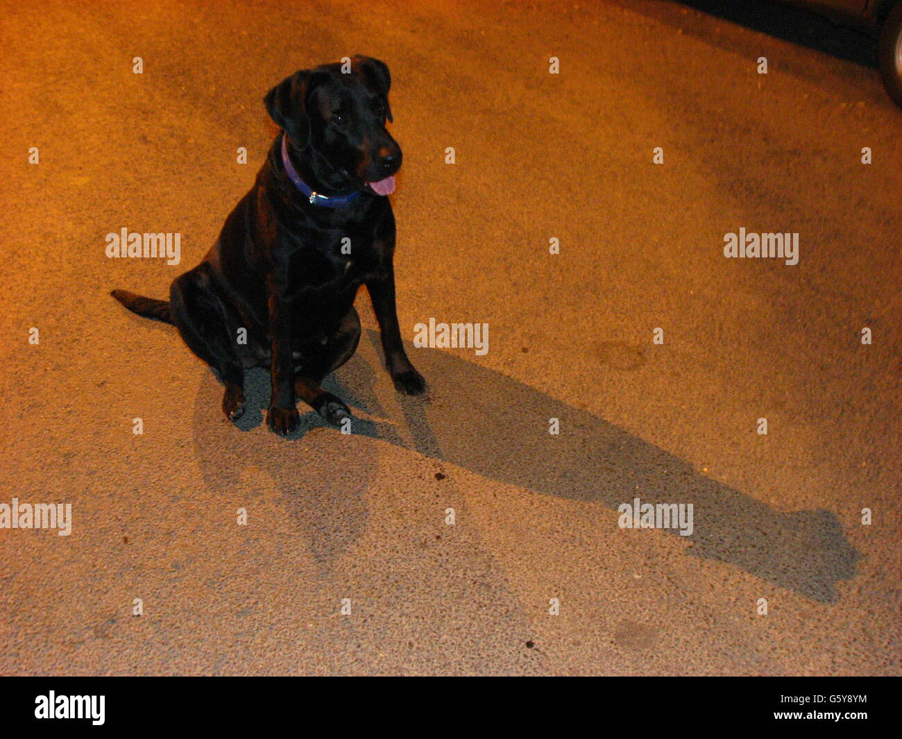 Black Labrador Watchdog at night Stock Photo - Alamy
