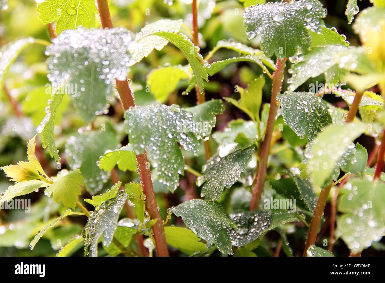 Spring foliage hi-res stock photography and images - Alamy