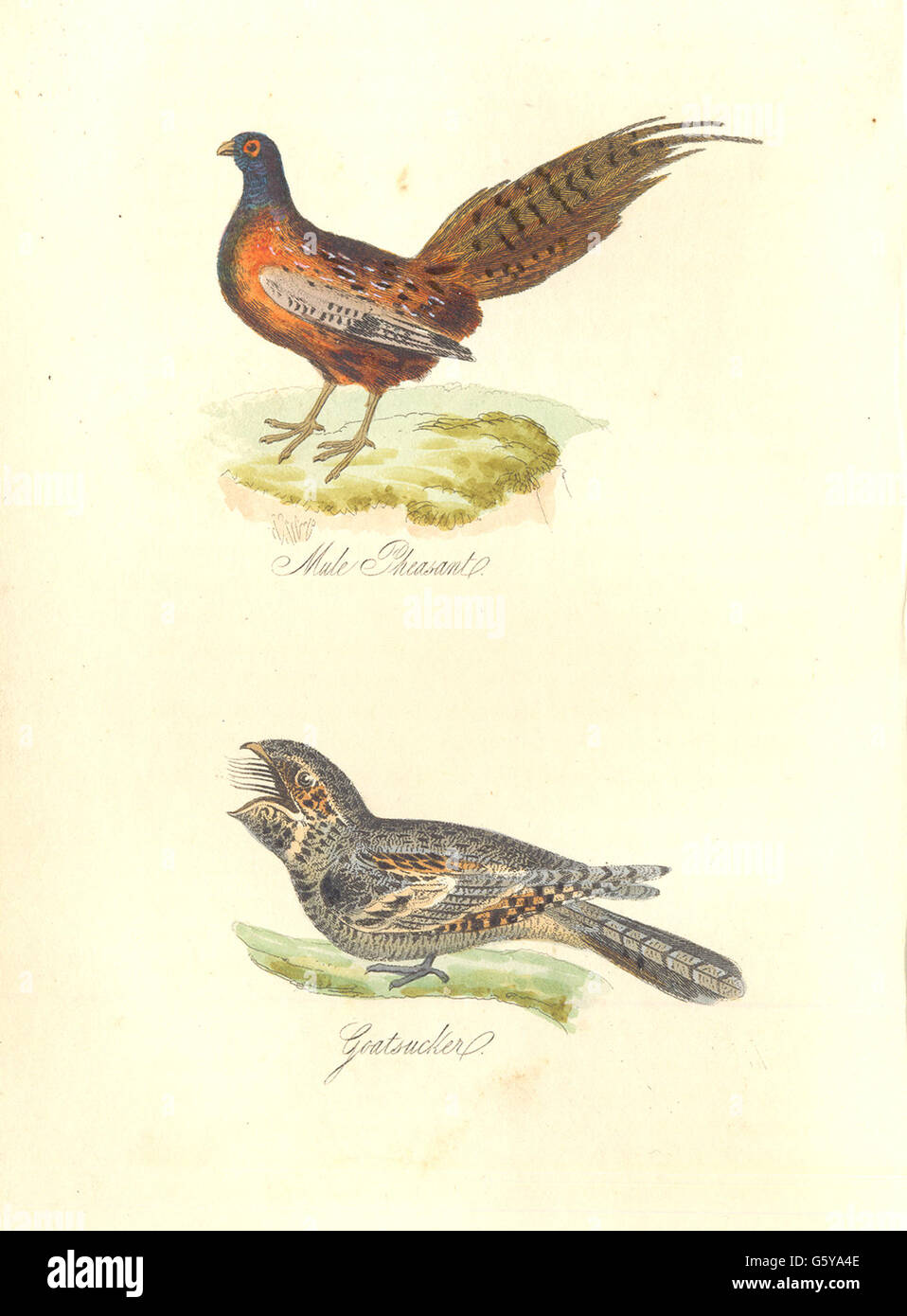 BRITISH BIRDS: Mule Pheasant; Goatsucker. MUDIE. Hand coloured., print ...