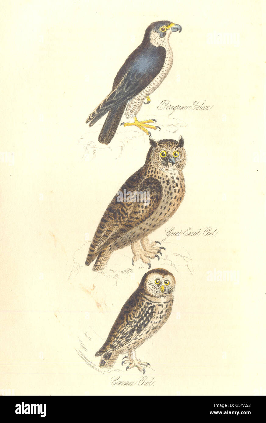 Peregrine falcon london hi-res stock photography and images - Alamy