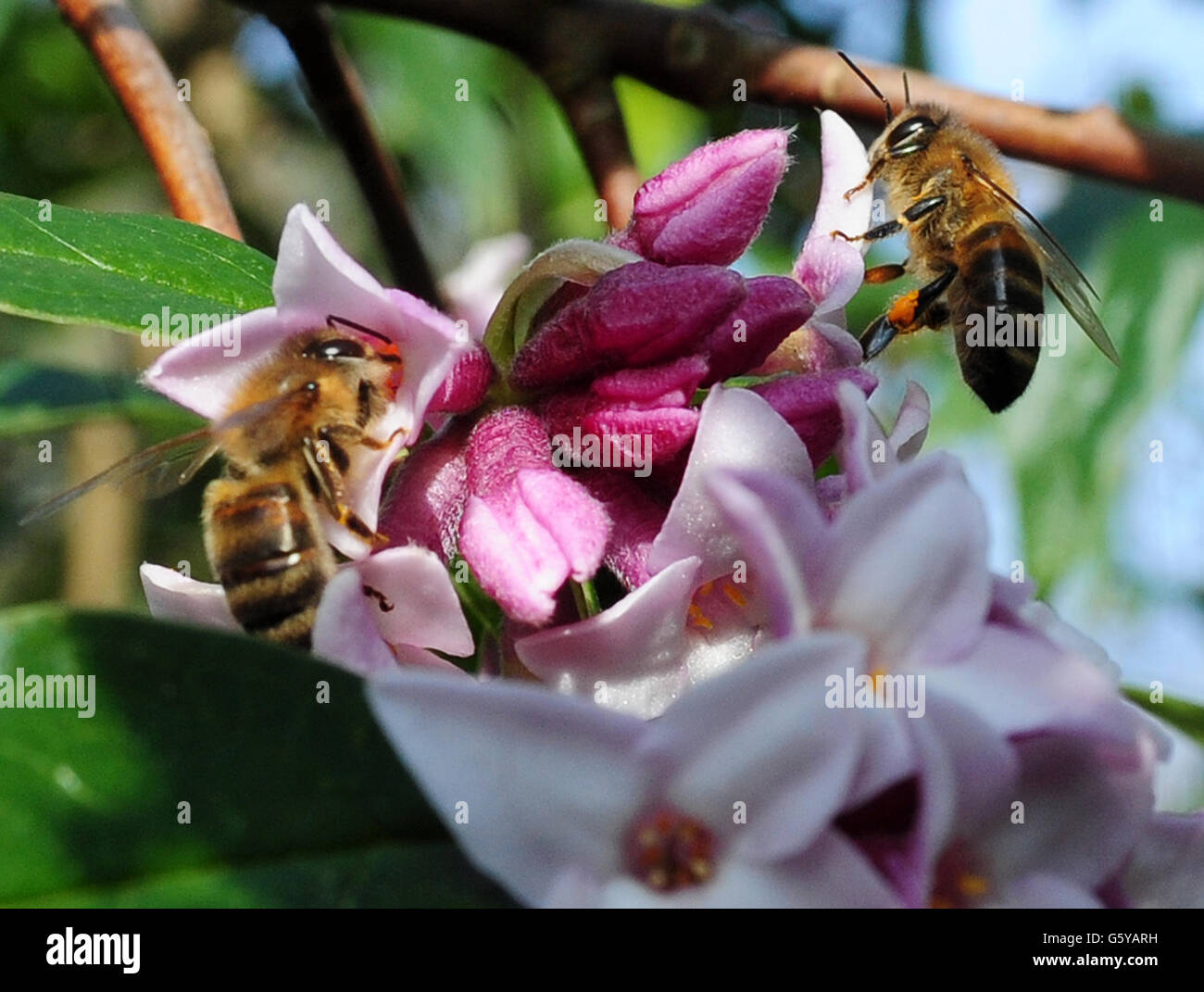 Britaincollectioncuratedspring High Resolution Stock Photography and ...
