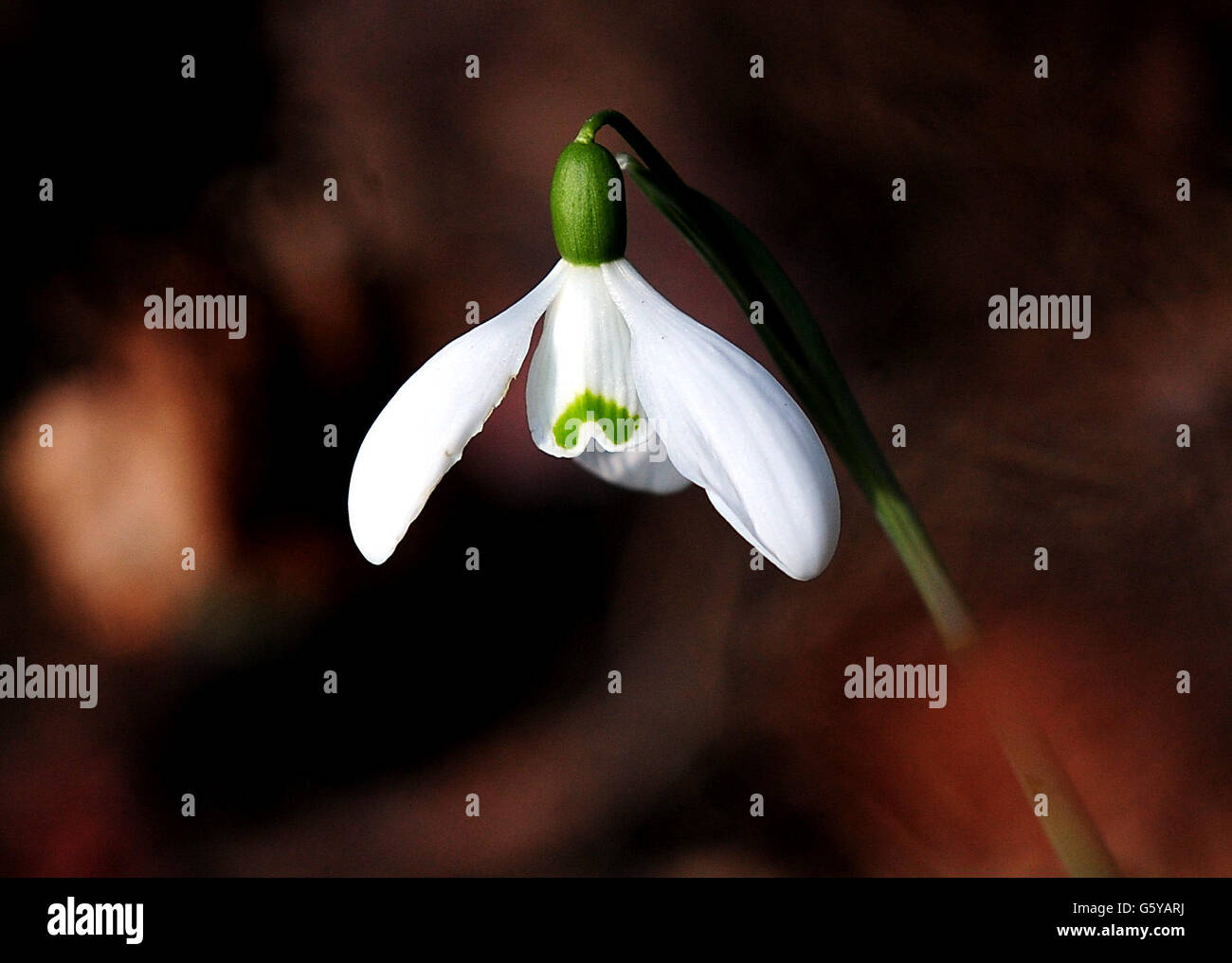 General view of snowdrop Sam Arnott at BlueBell Arboretum, Smisby ...