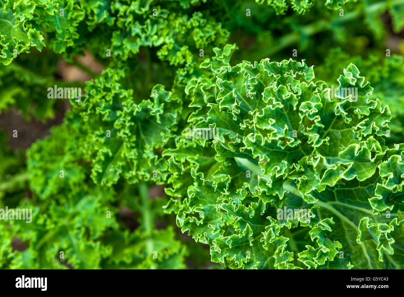 Composition of bunches of kale on a soil background Stock Photo - Alamy
