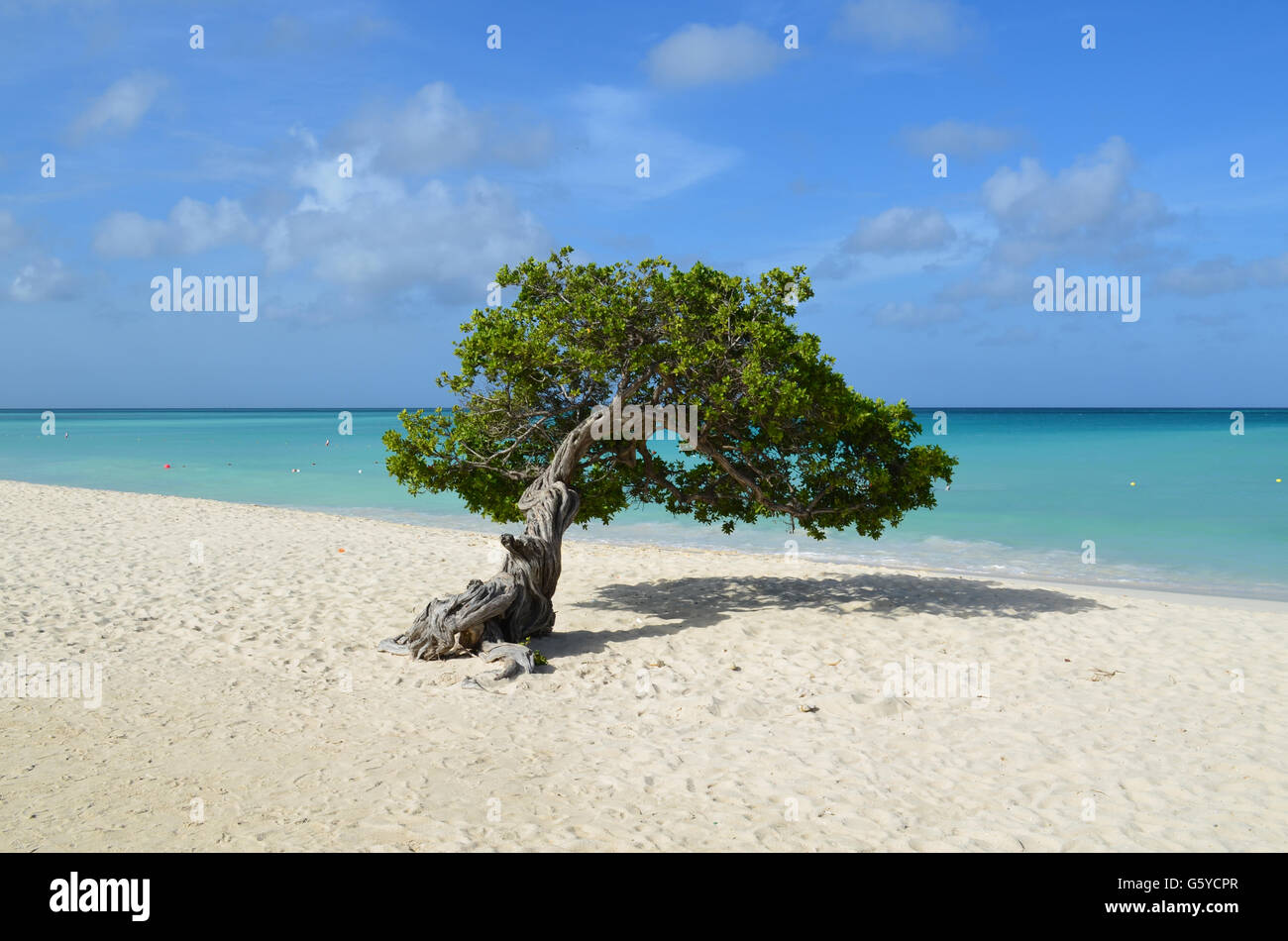 Divi divi tree in aruba hi-res stock photography and images - Alamy