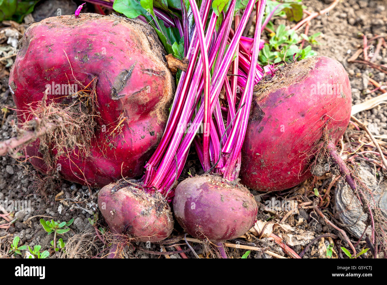 Composition of sugar beets on a soil background Stock Photo - Alamy