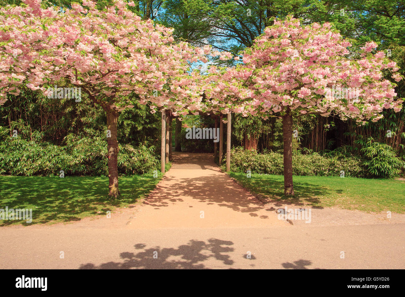 Vibrant green trees amsterdam hi-res stock photography and images - Alamy