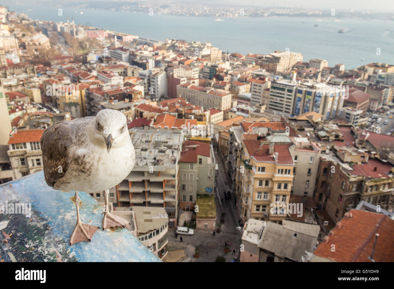 Seagull in Istanbul Turkey Stock Photo - Alamy