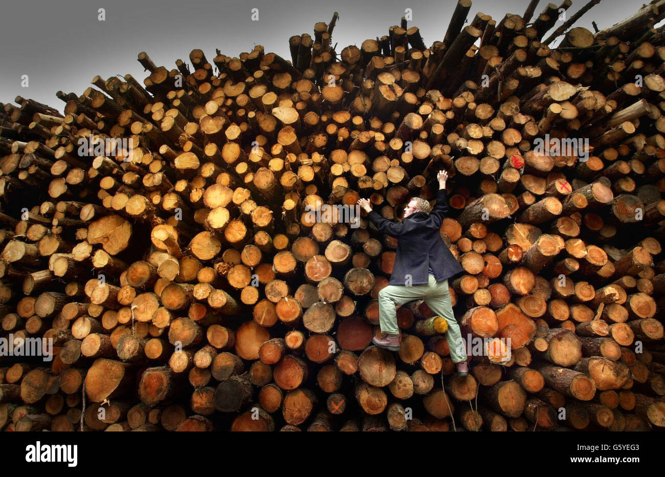 Timber stack of Scottish Forestry Commission Stock Photo - Alamy