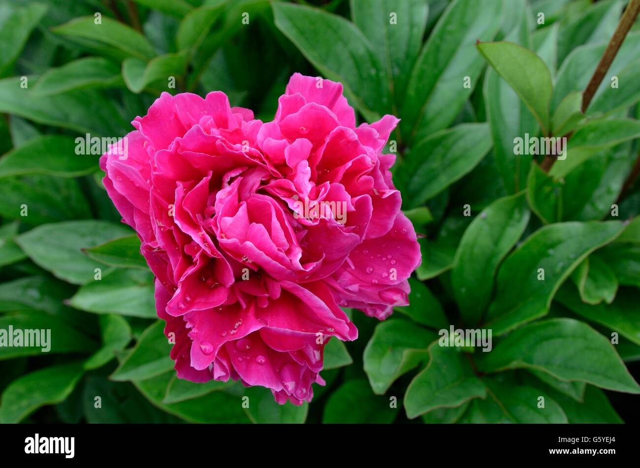 pink peony flower Paeonia lactiflora Agida Stock Photo - Alamy