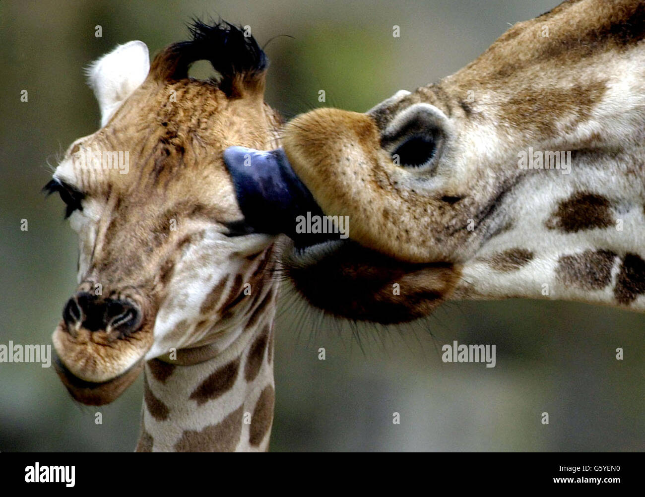 Giraffes Kissing Baby