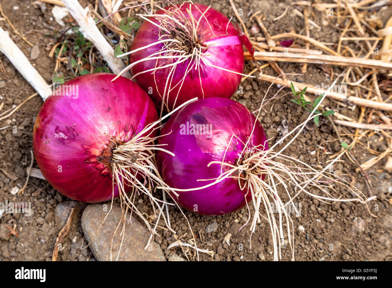 Bunch of red onions in farm soil background Stock Photo - Alamy