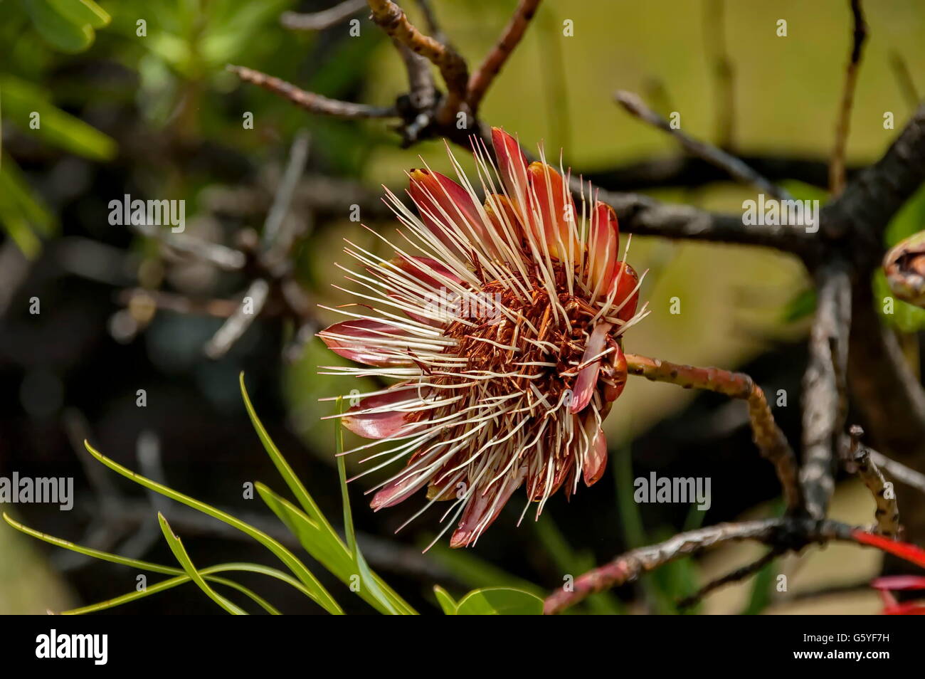 Protea flower hi-res stock photography and images - Alamy
