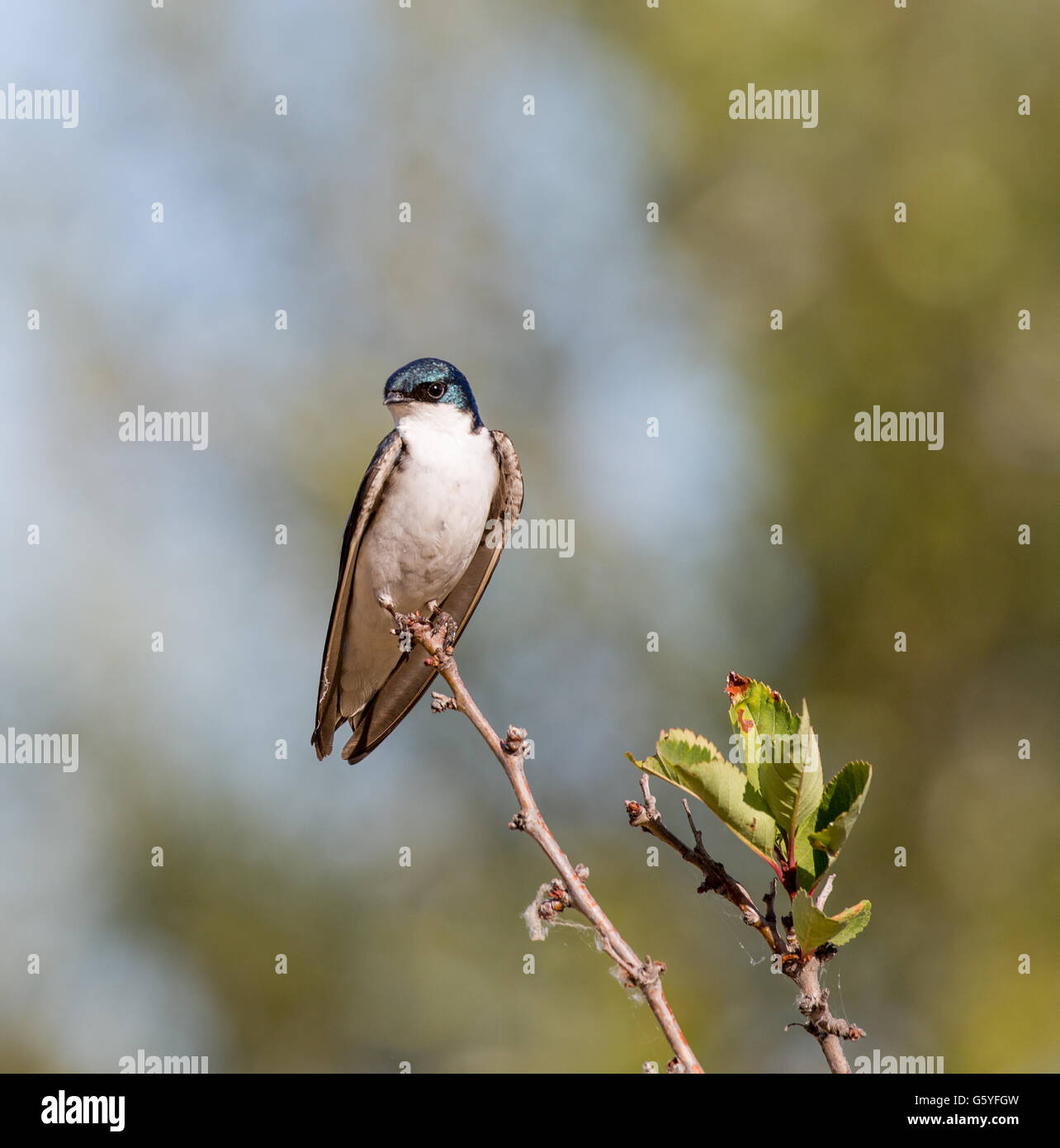 Tree Swallow (Tachycineta bicolor), adult, male. Alameda County ...