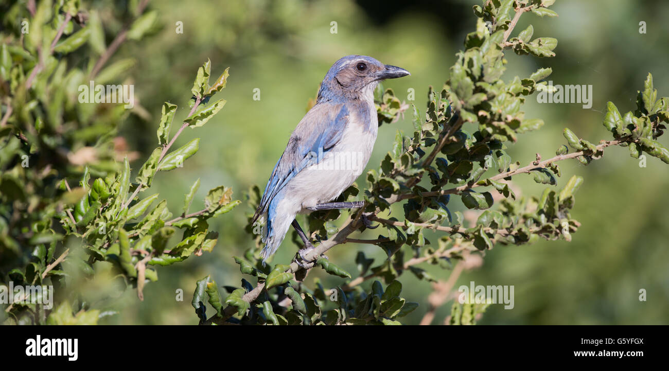 Jay bird oak hi-res stock photography and images - Alamy