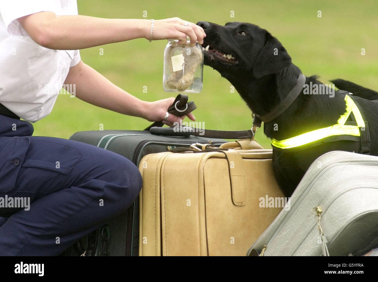 First trained police dogs hi-res stock photography and images - Alamy