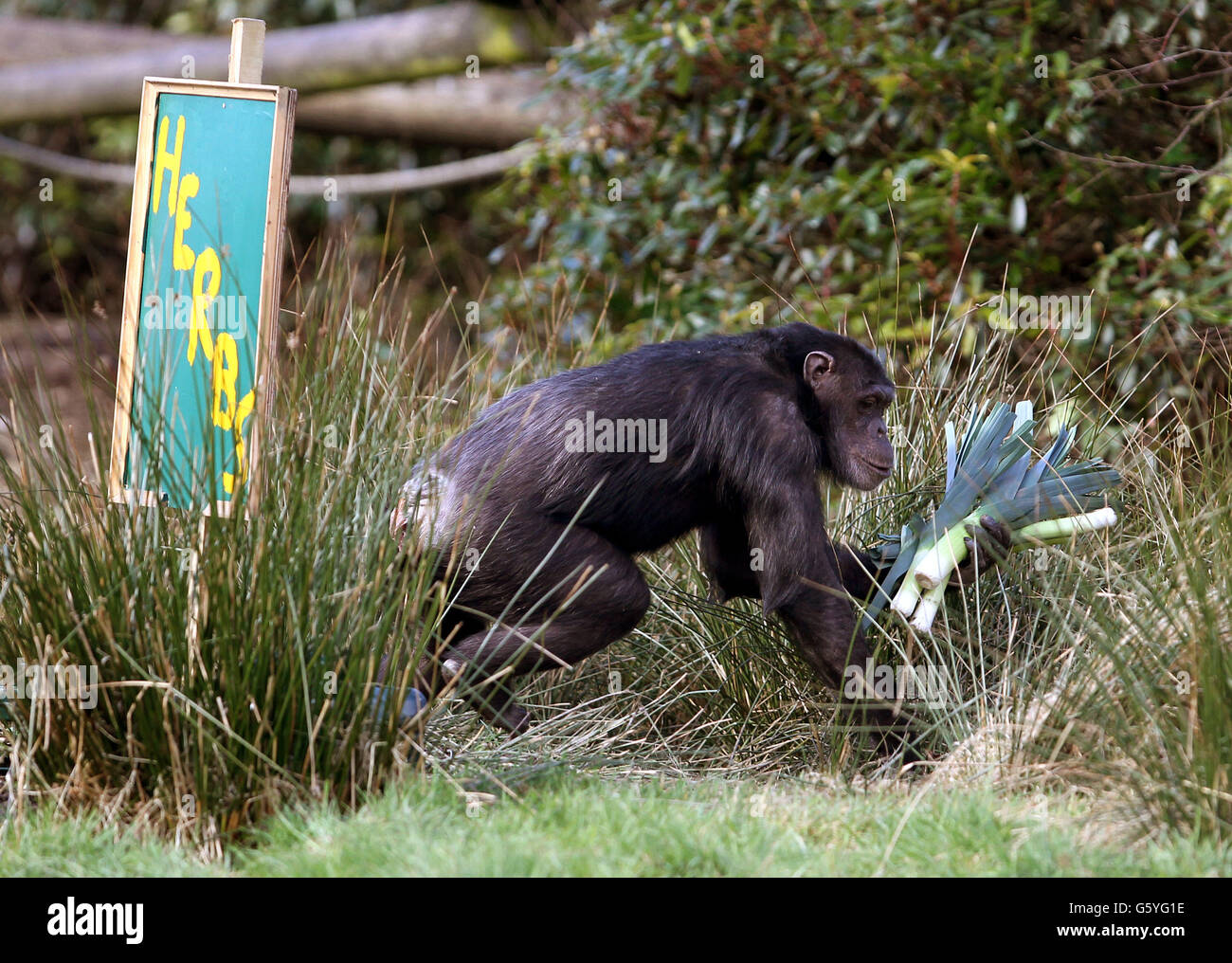Tupolo the chimp takes a few leeks after exploring her very own herb ...
