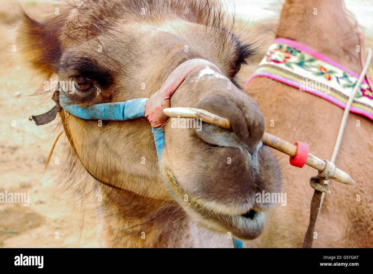 Closeup of domesticated bactrian camel with halter & nose peg in ...