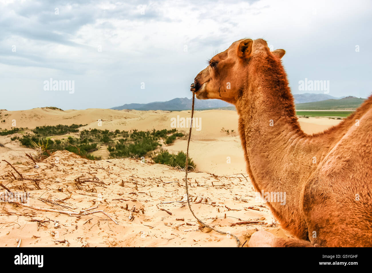 Camel lying sand hi-res stock photography and images - Alamy