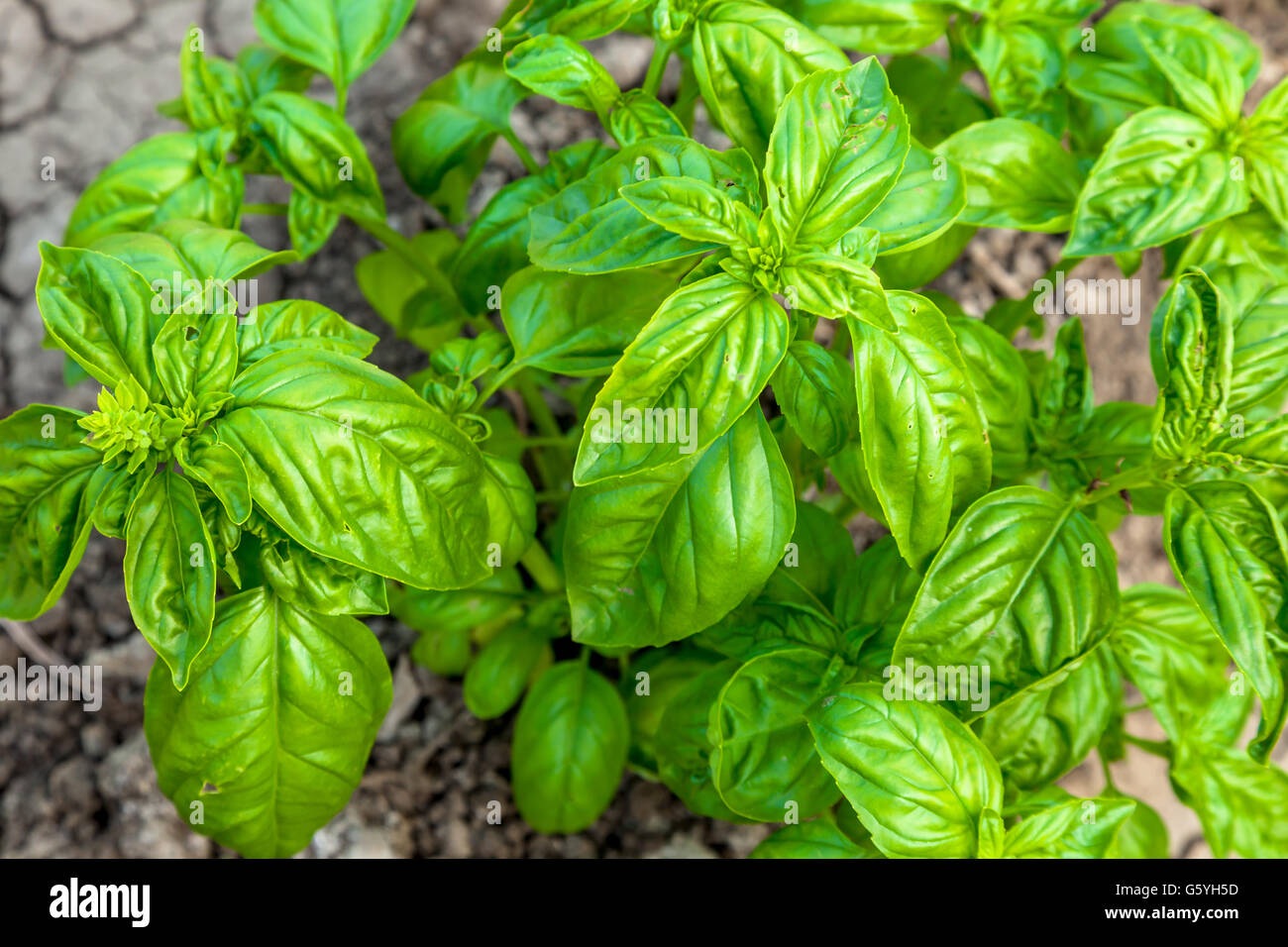 Basil plants still on the soil background farm Stock Photo - Alamy