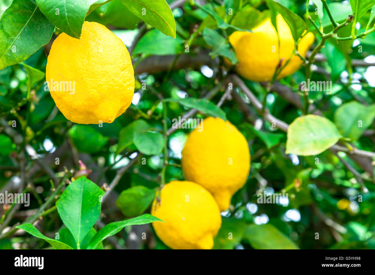Composition of lemons in a branch of a lemon tree Stock Photo - Alamy
