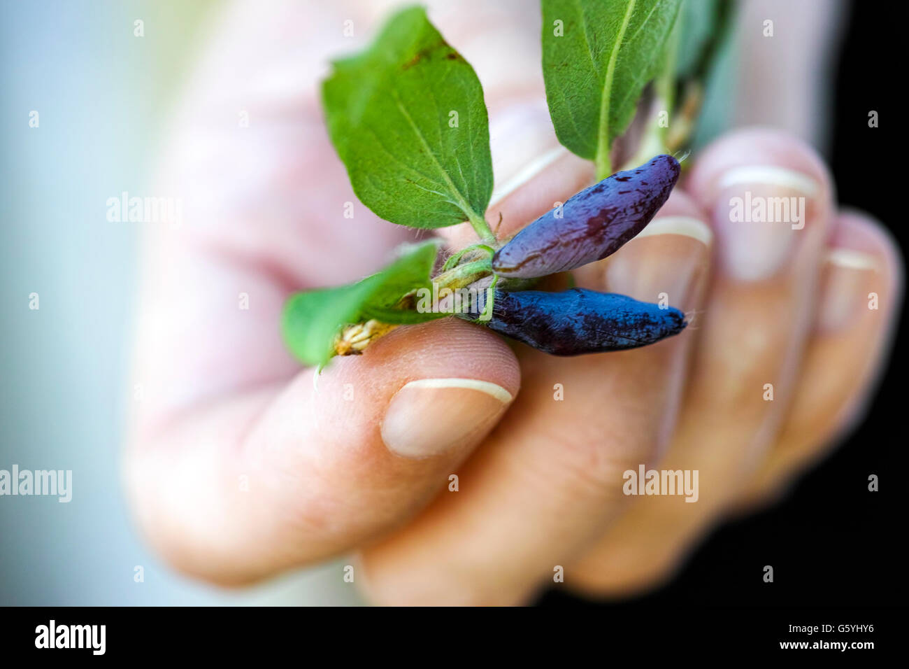 Honeysuckle berries with leaves in woman fingers Stock Photo - Alamy