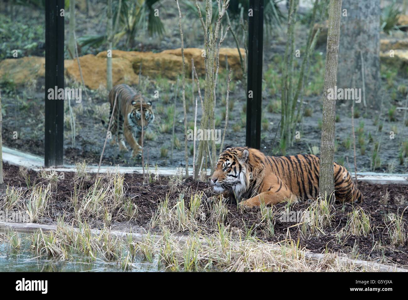 New Tiger enclosure at London Zoo Stock Photo - Alamy