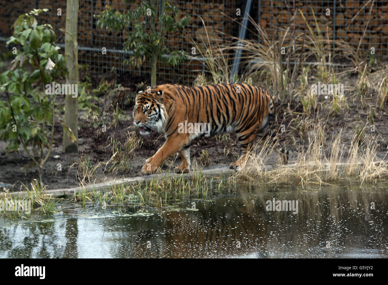 Jae Jae looks at his new home as the opening of the new Tiger enclosure ...