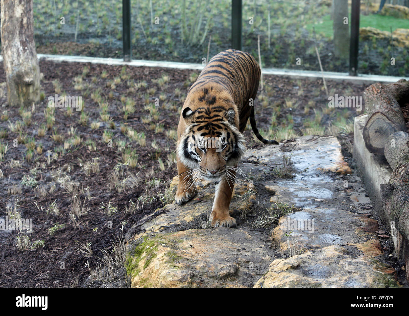 New Tiger enclosure at London Zoo Stock Photo - Alamy