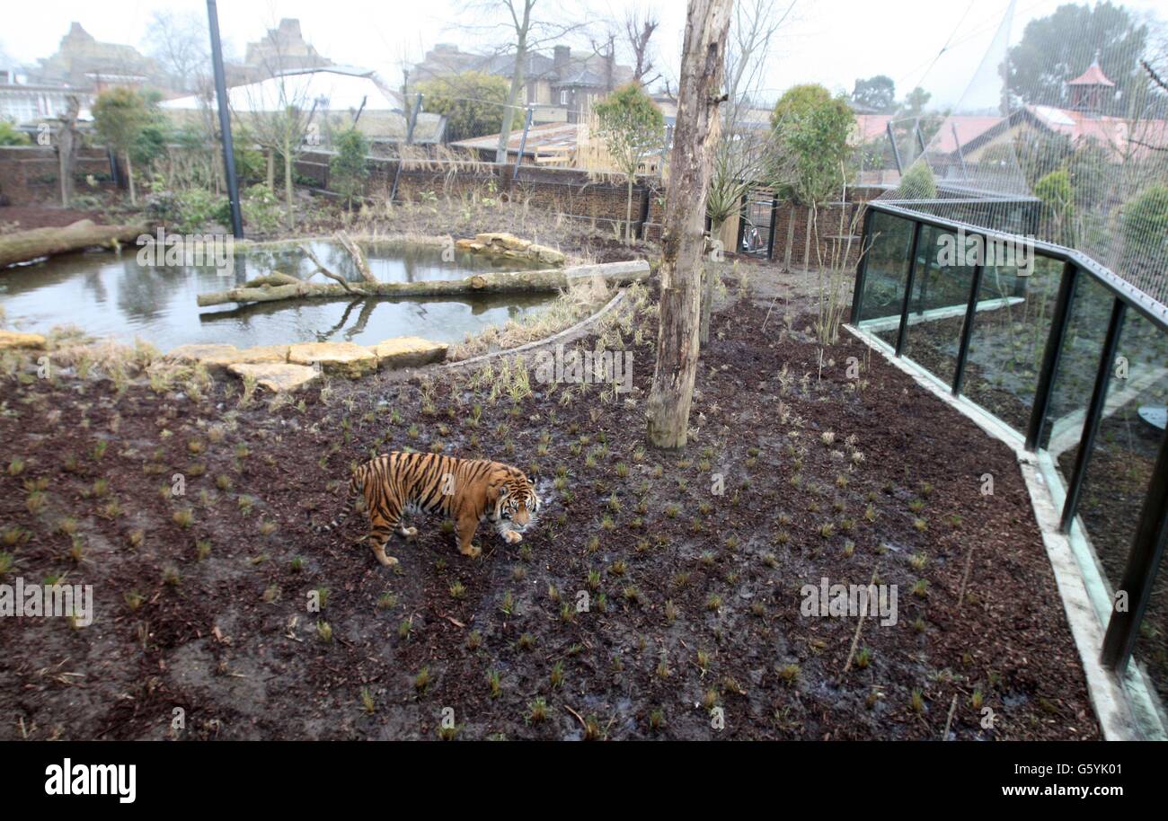 New tiger enclosure london zoo hi-res stock photography and images - Alamy