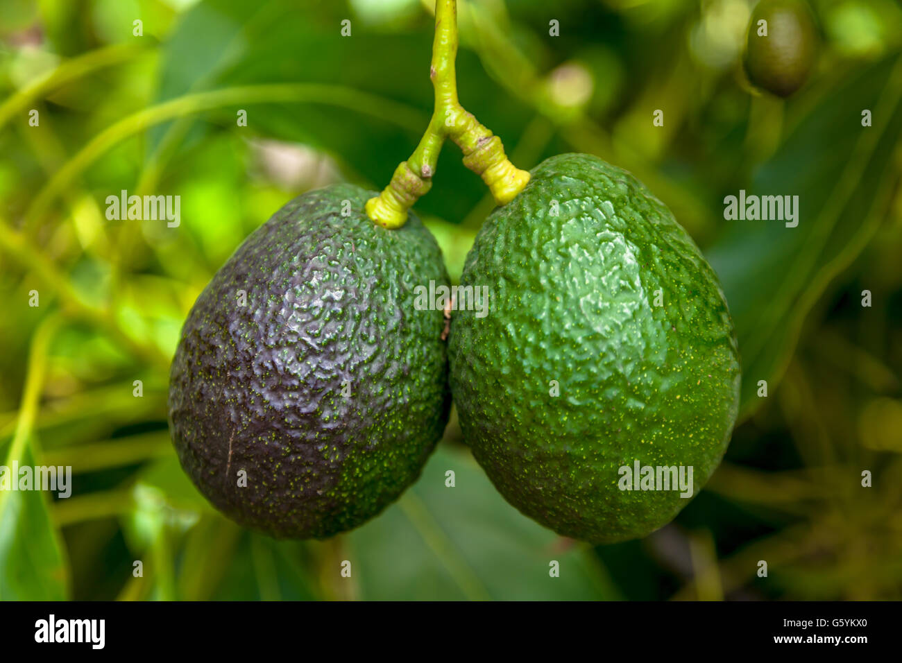 Two avocados hanging from the tree with green background Stock Photo ...