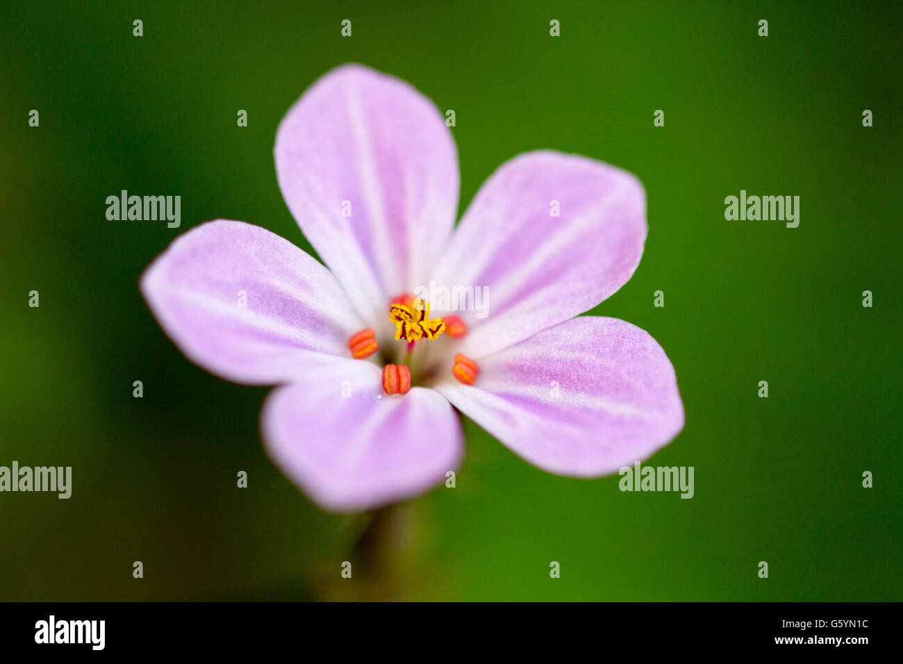 Tiny flower with blurred background hi-res stock photography and images ...