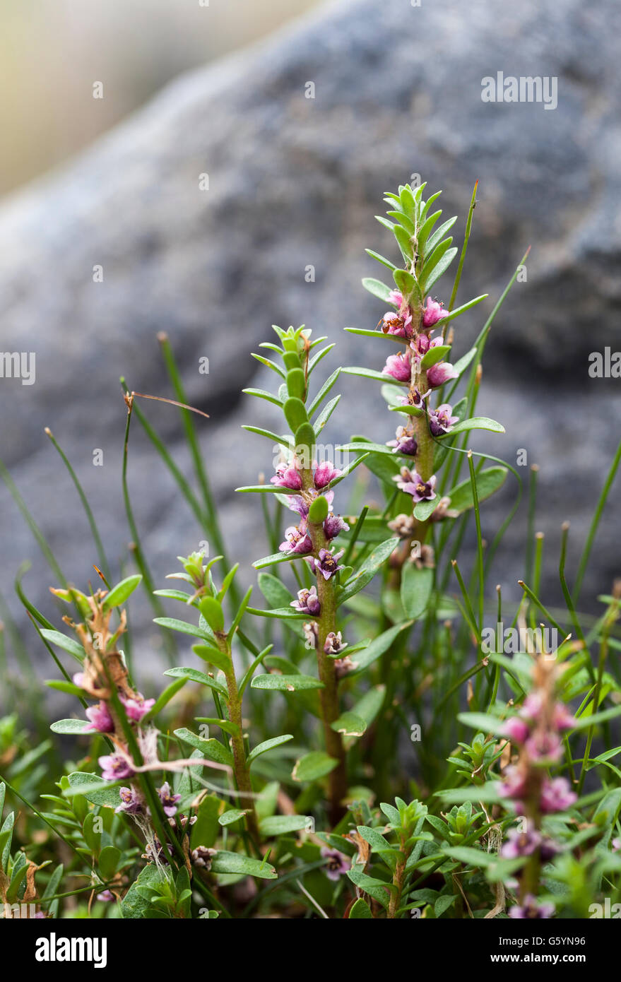 Saltwort plants hi-res stock photography and images - Alamy
